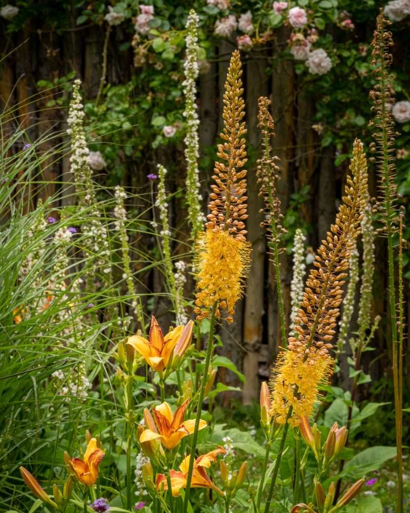 Få succes med dit staudebed – læs mere i Blomsterhaven